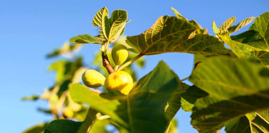 Fichi e fioroni nel mirino del punteruolo nero: il nuovo insetto ...