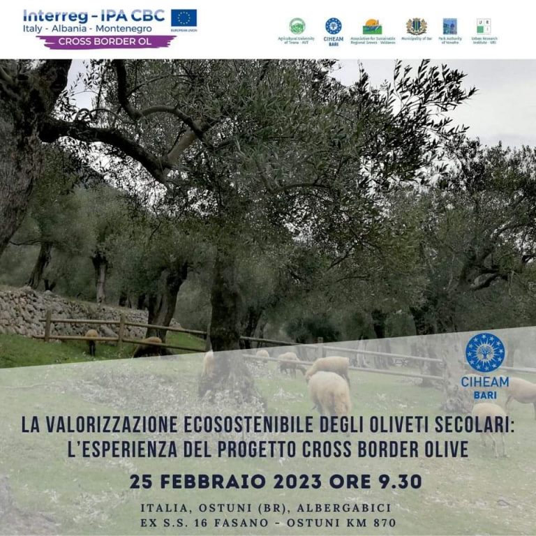 Il Ciheam Bari organizza ad Ostuni il convegno sulla ecosostenibilità degli oliveti secolari ...